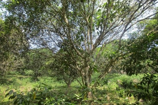 Land for Sale in Digos, Davao del Sur | Dot Property